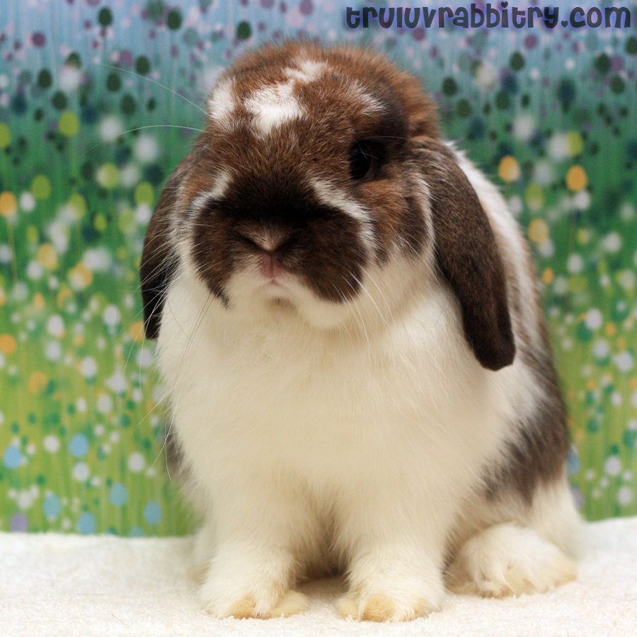 Retired Show Rabbits for adoption | Tru-Luv Rabbitry: Quality Holland ...